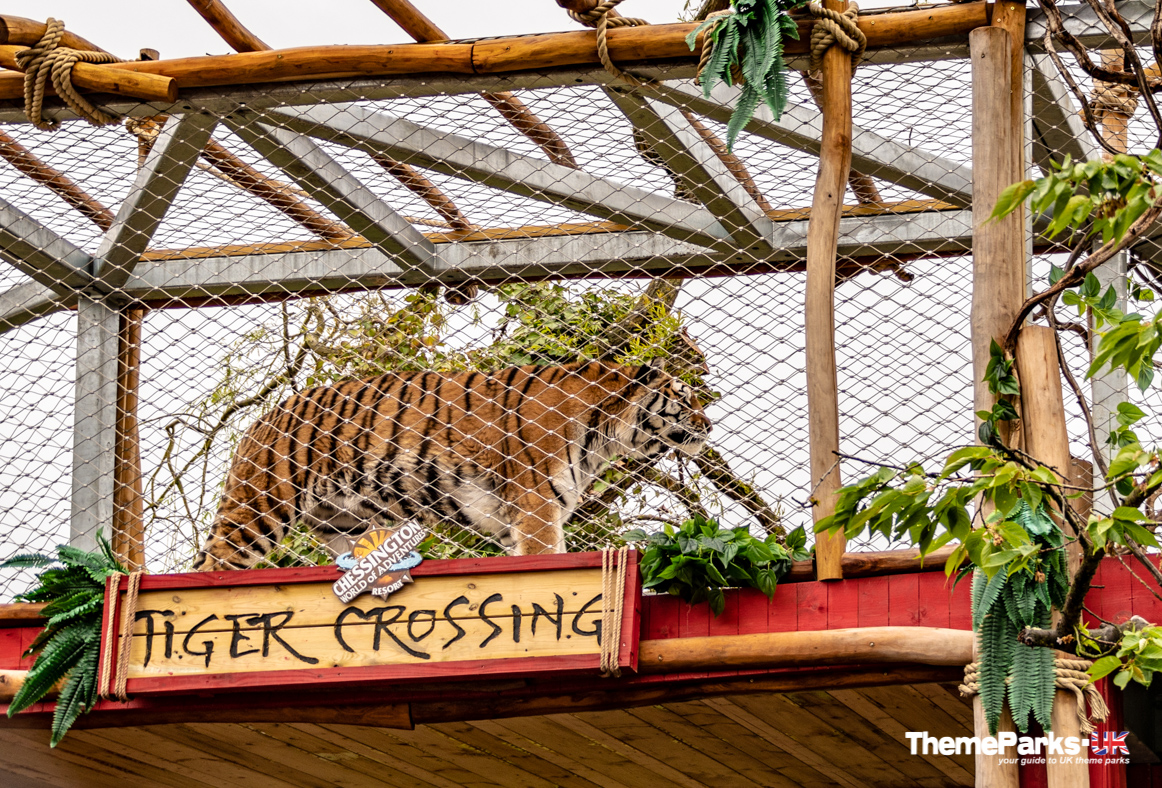 Tiger Rock roars to life at Chessington | Reviews | Theme Parks EU