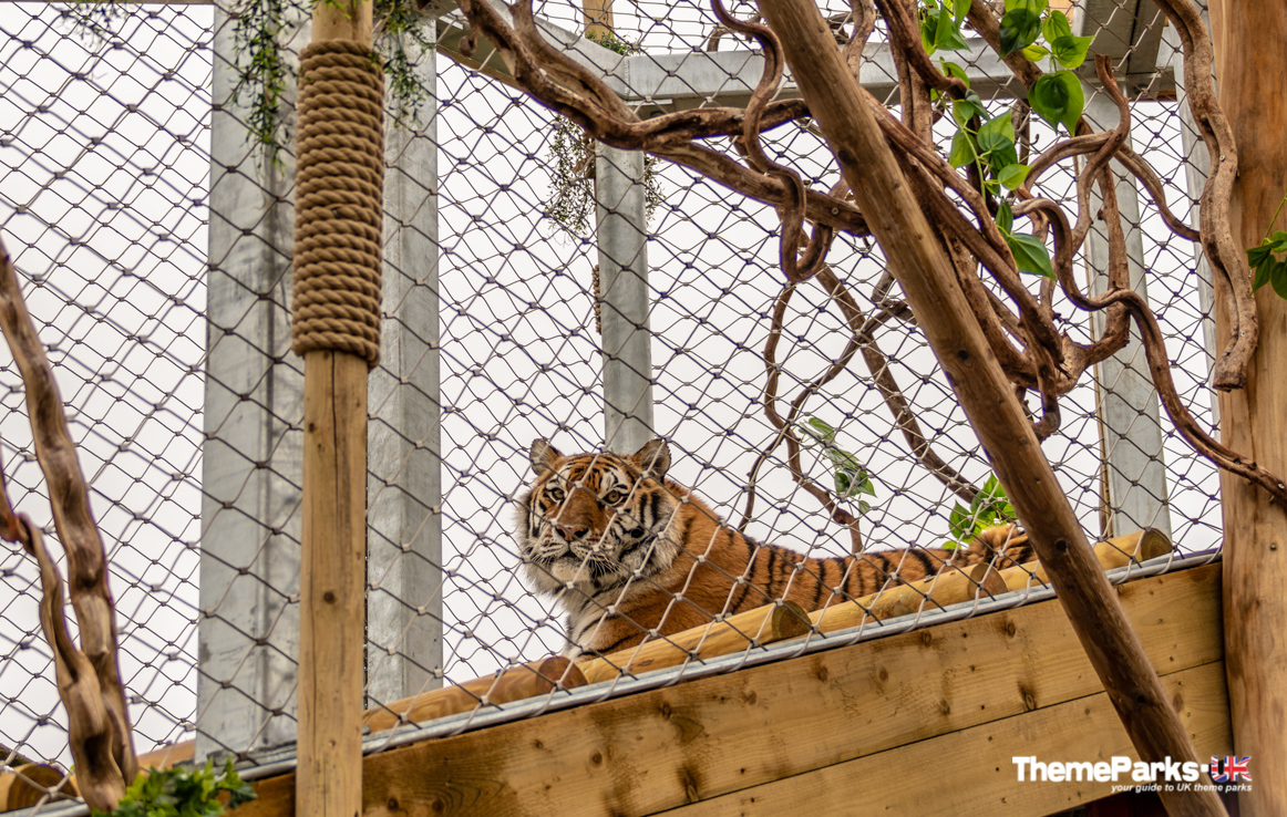 Tiger Rock roars to life at Chessington | Reviews | Theme Parks EU