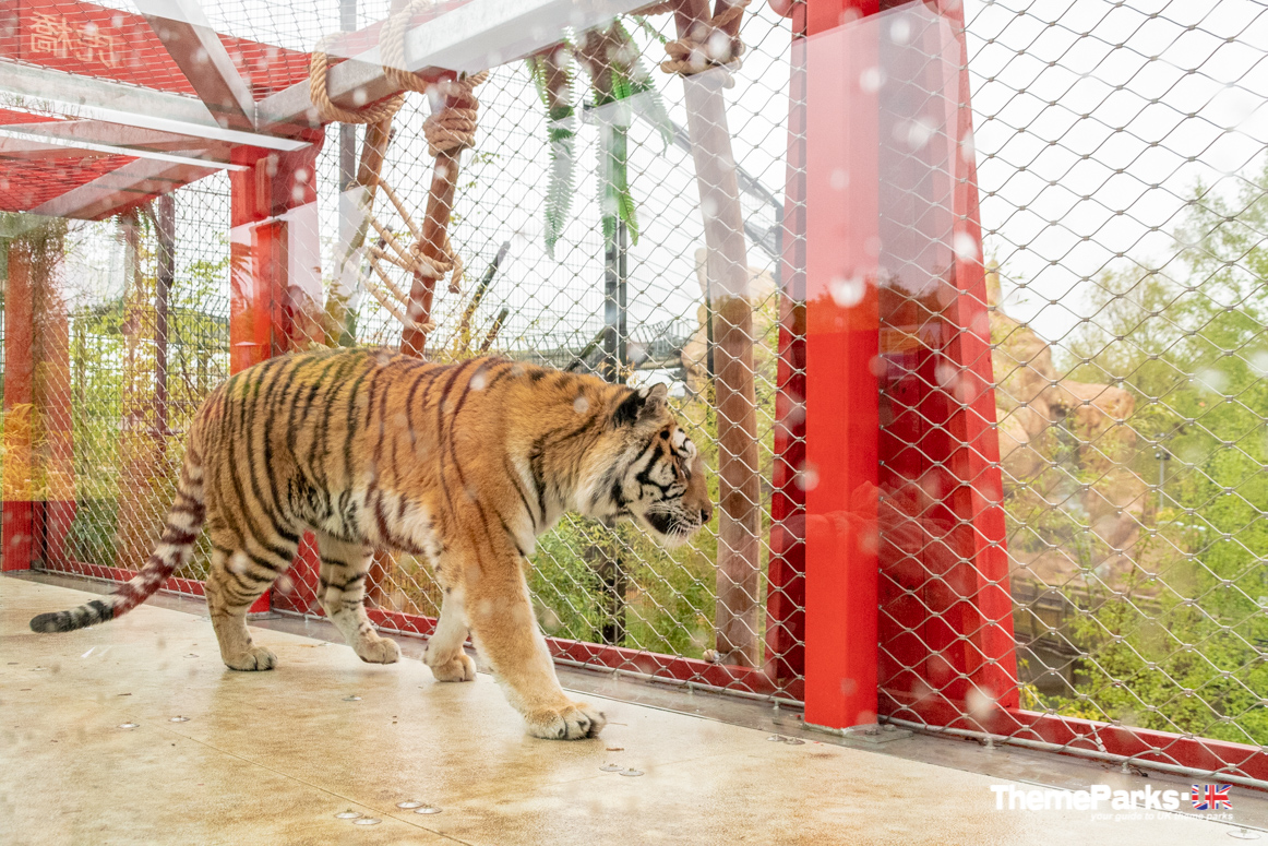 Tiger Rock roars to life at Chessington | Reviews | Theme Parks EU